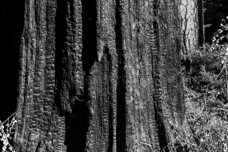 Giant Tree Showing Signs Stock Photos - Free & Royalty-Free Stock ...