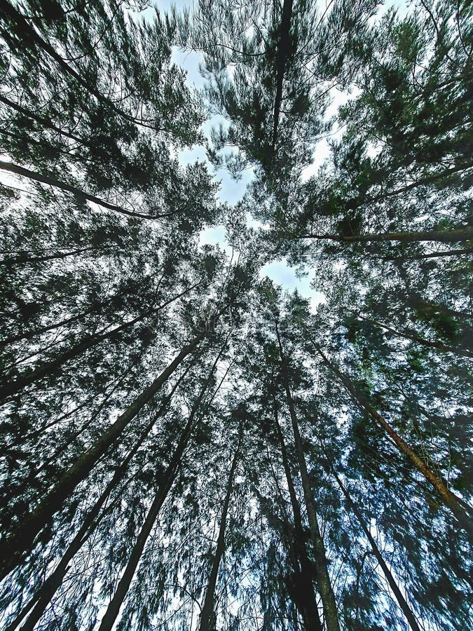 Pine Tree with Clear Sky on the Beach Stock Photo - Image of tree, pine ...