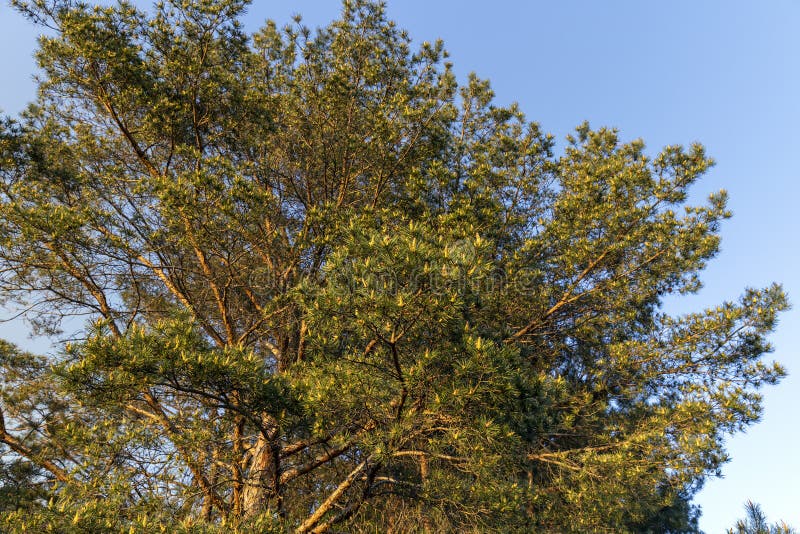 Pine Tree in Clear Spring Weather at Sunset Stock Photo - Image of ...