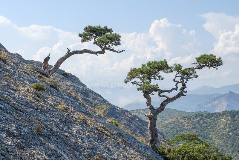 Pine tree on the cliff stock image. Image of tree, city - 62043749