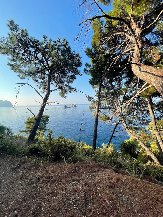 Pine Tree on the Cliff Overlooking the Ocean Stock Photo - Image of ...