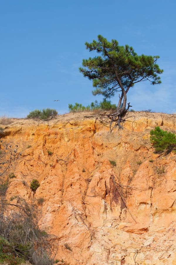 Pine Tree Cliff Edge Stock Images - Download 841 Royalty Free Photos