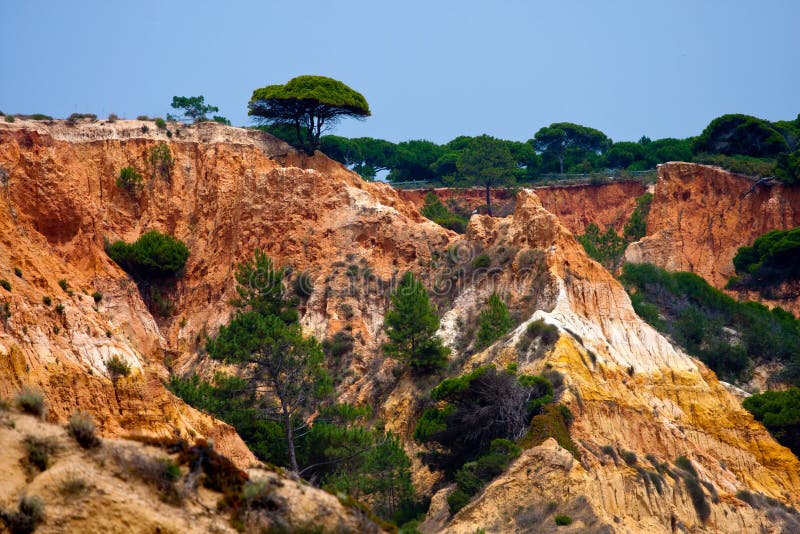 Pine Tree on a Cliff, Portugal. Stock Image - Image of sunny, pine ...