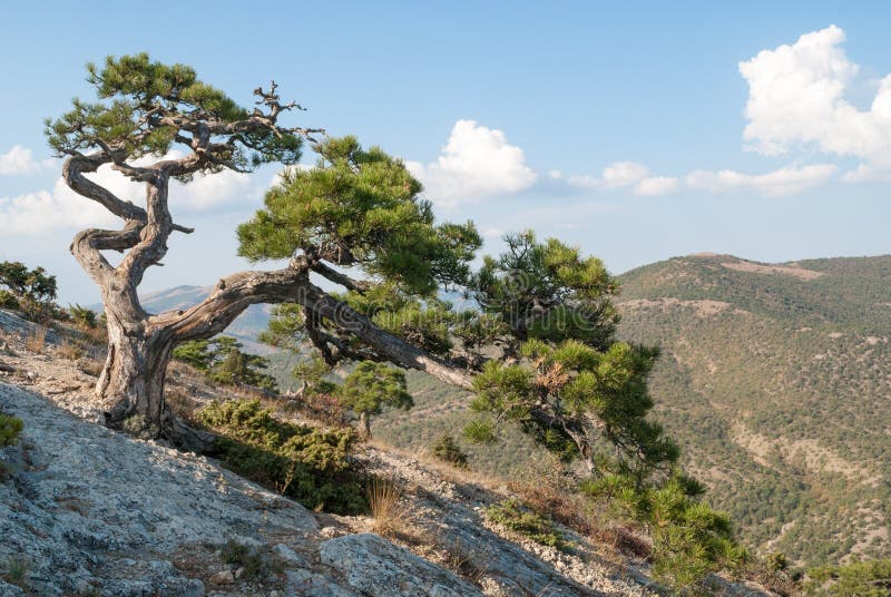 Pine tree on the cliff stock image. Image of city, sunny - 62455103