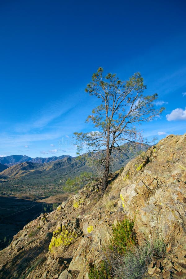 Pine Tree on Cliff stock photo. Image of branches, wasteland - 30399182