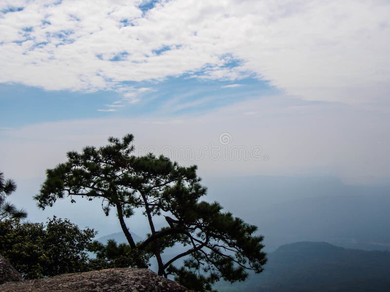 Tree on Cliff stock image. Image of gorge, mist, anhui - 3437579
