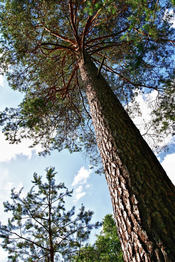 Pine tree close up stock photo. Image of tree, landscape - 19786120
