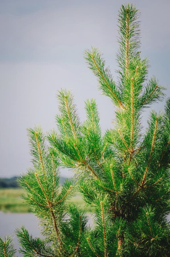Pine Tree, Close-up. Beautiful Natural Background Stock Photo - Image ...