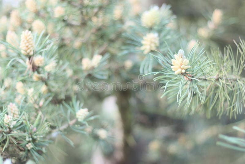 Pine tree close up stock photo. Image of merry, natural - 116475096
