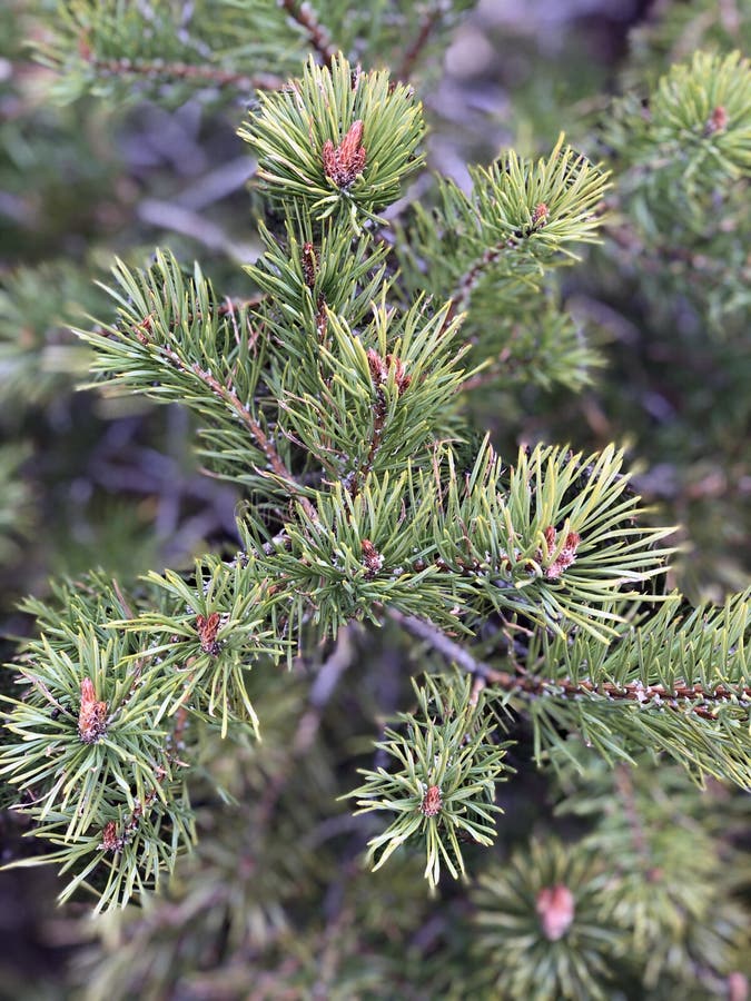 Pine tree close up stock photo. Image of natural, branch - 146181432