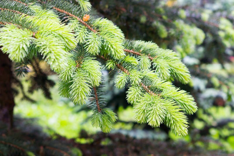 Pine tree stock image. Image of biome, nature, spruce - 40758019