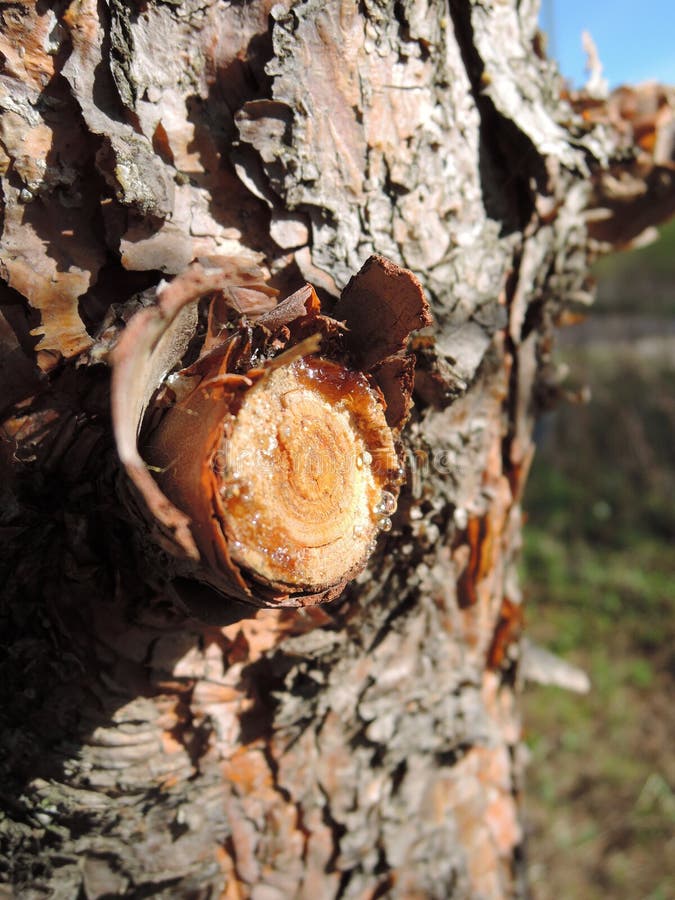 1,144 Pine Tar Stock Photos - Free & Royalty-Free Stock Photos from ...