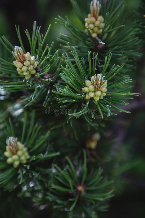 Pine Tree Close-up of Needles and Branches Stock Photo - Image of space ...