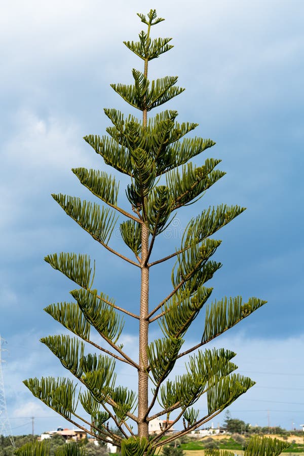 Pine tree close-up stock image. Image of tree, macro - 84841351