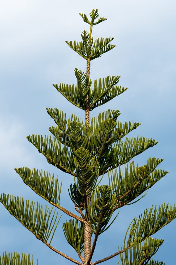 Pine tree close-up stock image. Image of tree, macro - 84841351