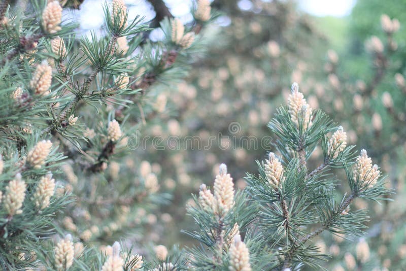 Pine tree close up stock image. Image of branch, merry - 116475013