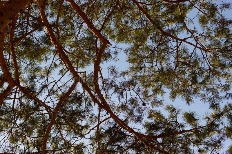 Pine tree close up stock image. Image of leaf, pattern - 121257143