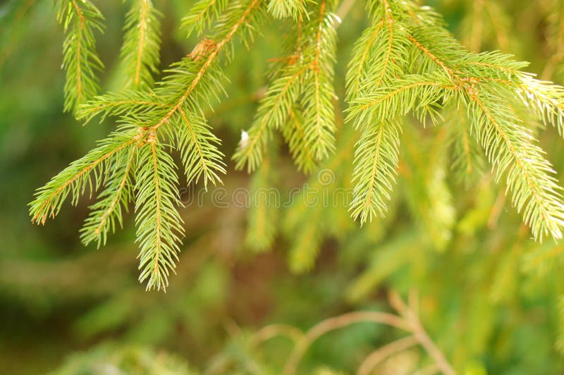 Pine tree stock image. Image of nature, outdoor, pine - 36698391