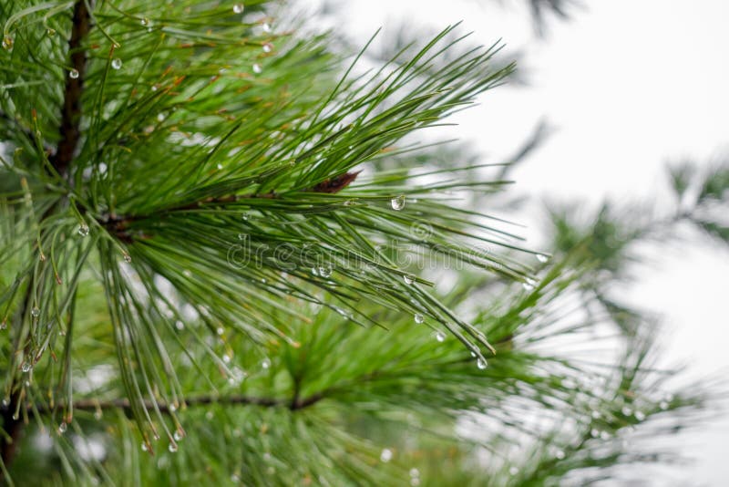 Pine Tree Close Up with Raindrops Stock Image - Image of holiday ...