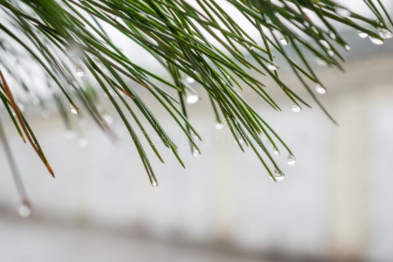 Pine Tree Close Up with Raindrops Stock Photo - Image of white, winter ...