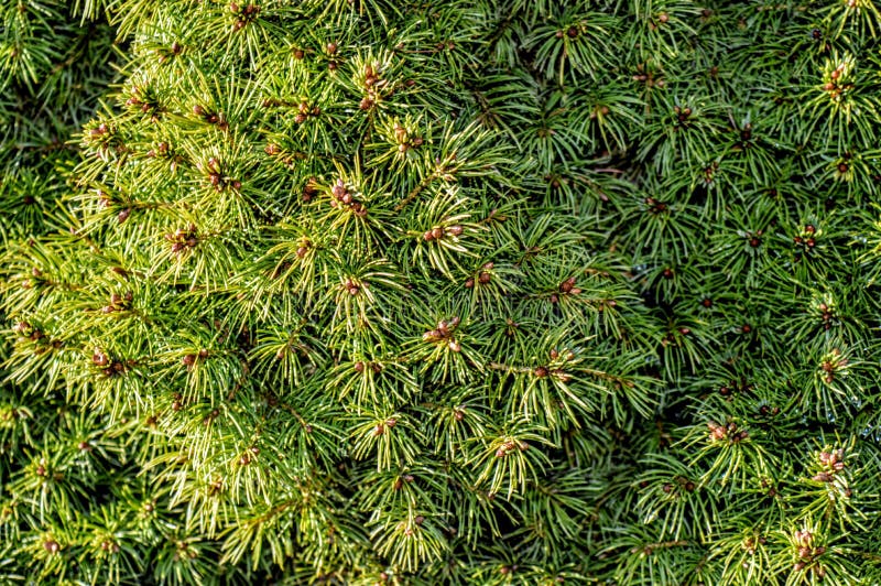 Pine Tree Close-up in Sunlight Stock Photo - Image of holidays, green ...