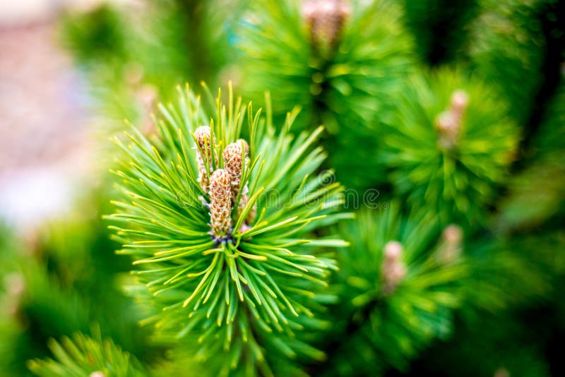Pine tree close stock image. Image of tree, white, nature - 84966107