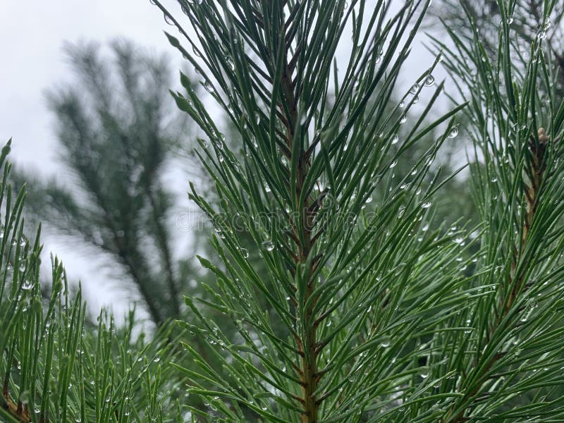 Pine tree close up stock image. Image of green, closeup - 199933119