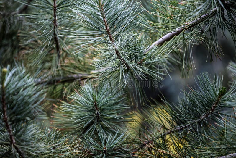 Pine tree closeup stock image. Image of botanical, closeup - 260815341
