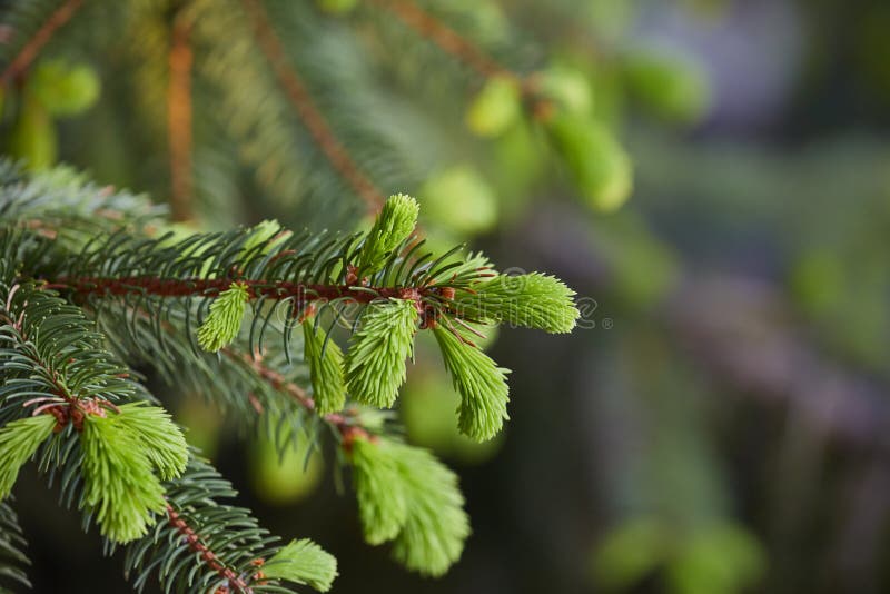 Pine Tree Closeup stock photo. Image of vegetation, coniferous - 91980742