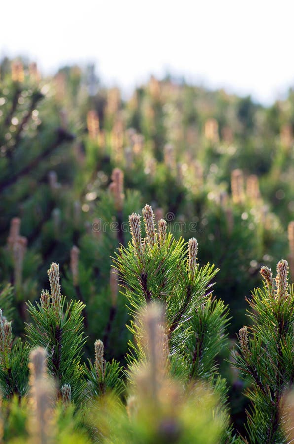 Pine tree closeup stock photo. Image of needle, beautiful - 56324668