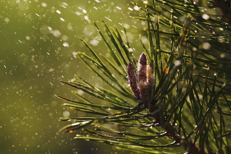 Pine Tree Closeup with Raindrops Stock Image - Image of tree, macro ...
