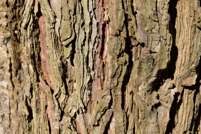 Rugged Texture. Rough Background, Pine Tree Wood Closeup. Soft Colours ...