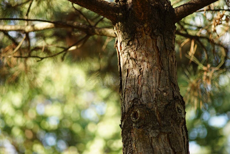 Pine Tree Closeup Trunk with Magic Sun Light Stock Photo - Image of ...