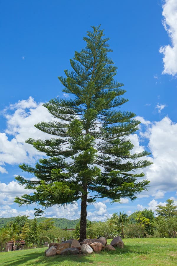 Pine tree on cloud sky stock photo. Image of color, background - 103150406