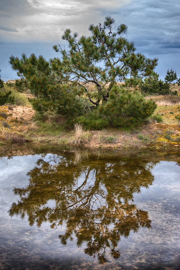 Wild pine tree on coast stock image. Image of fuel, nursery - 119046049