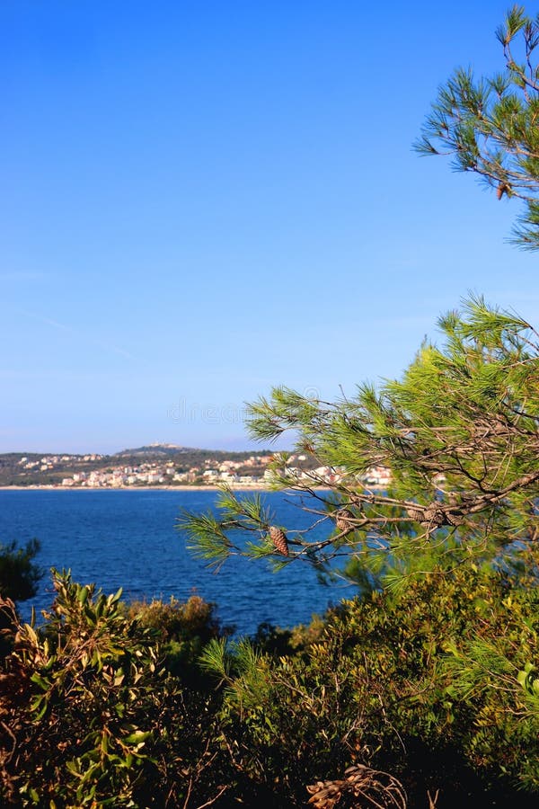 Pine Tree and Sea stock image. Image of tree, cone, seaside - 275554589