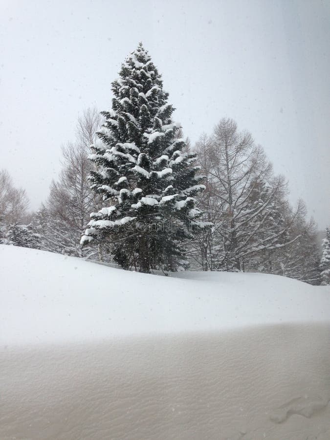 A Pine Tree on Cold Snowing Weather Stock Image - Image of blizzard ...