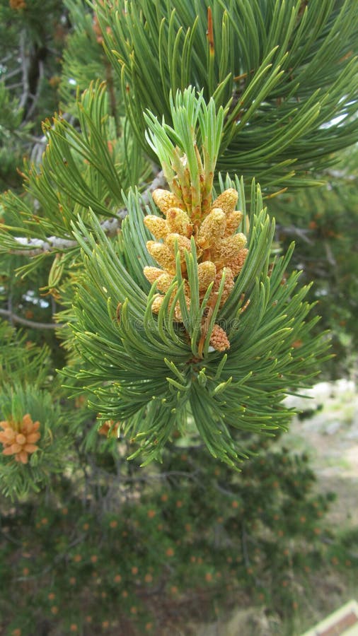 Pine tree in Colorado stock image. Image of pinecone - 58955509