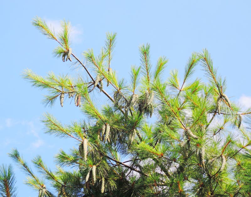 Pine tree with cone stock image. Image of evergreen, pine - 33258759