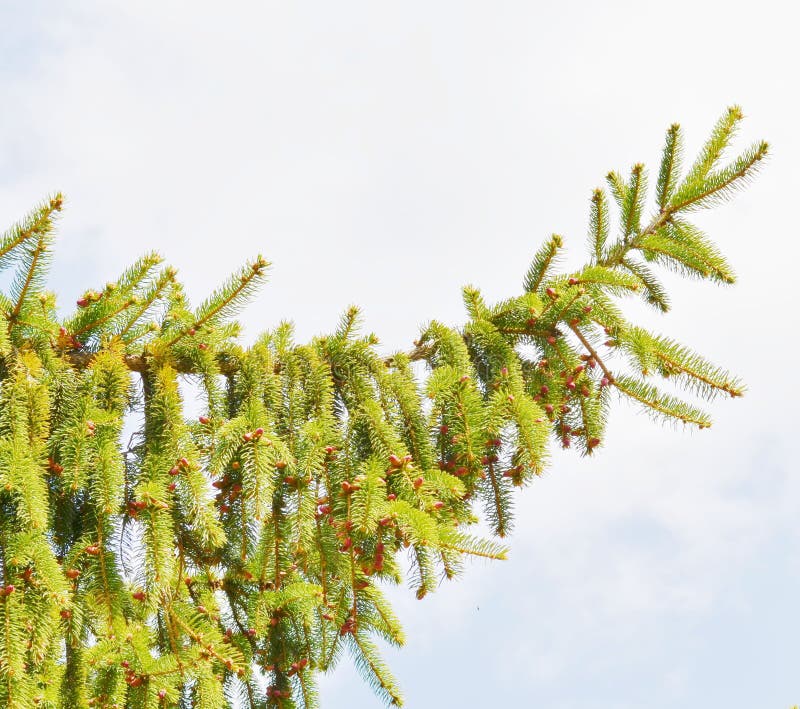 Pine tree with cone stock photo. Image of close, brown - 45470244