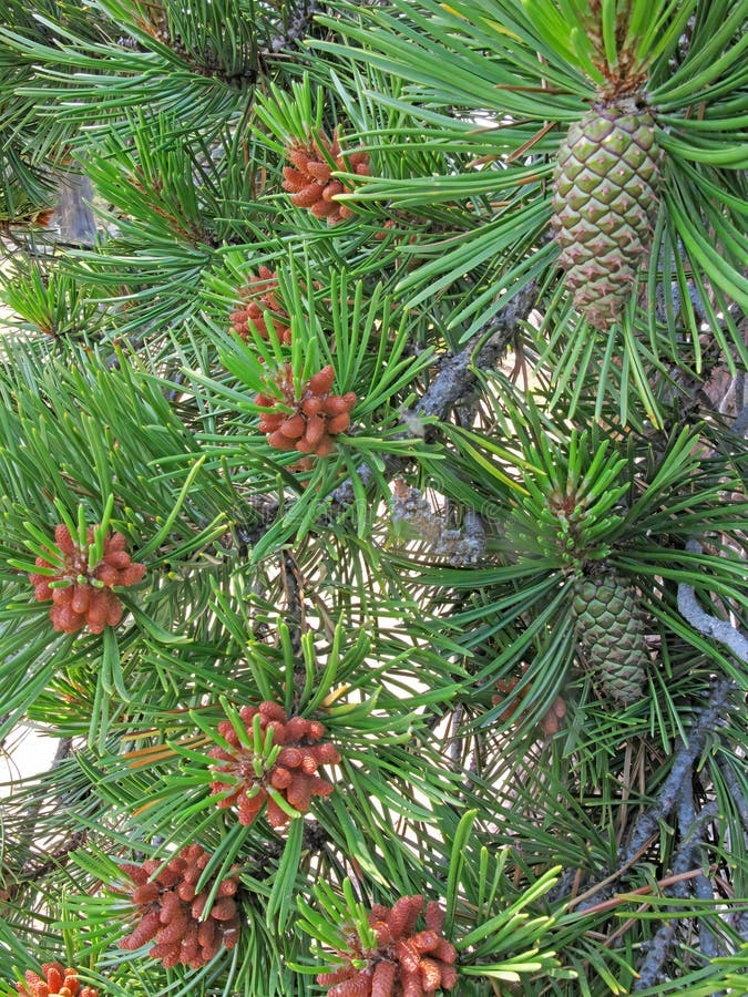 Pine Tree Cone Clusters & Large Cones Stock Image - Image of growth ...