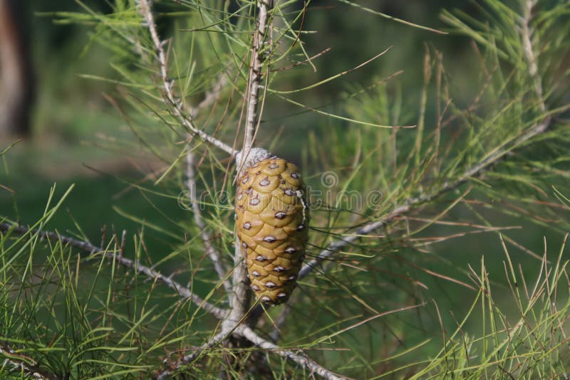 Pine Tree Cone in the Tree. Green Cone Stock Image - Image of green ...
