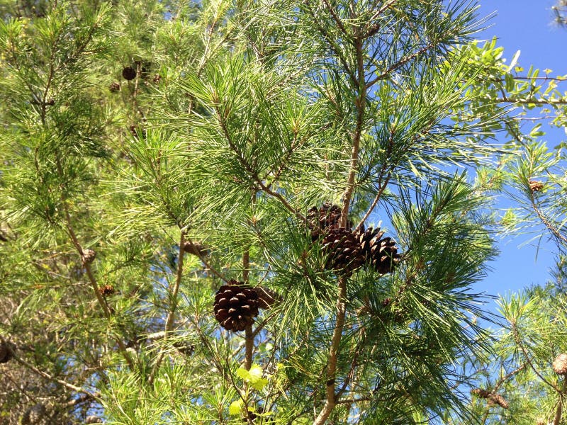Pine Tree with Cones Growing in Woods in South Daytona, Florida. Stock ...