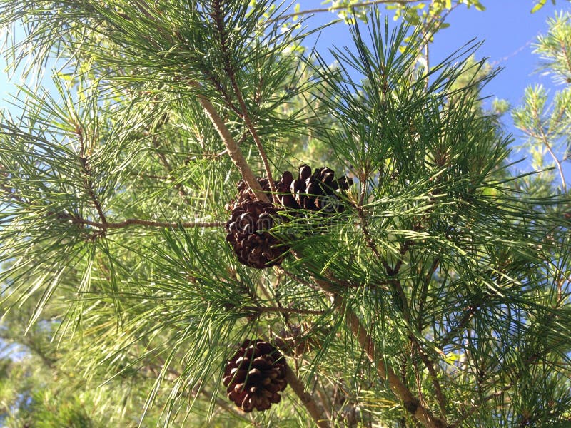 Pine Tree with Cones Growing in Woods in South Daytona, Florida. Stock ...