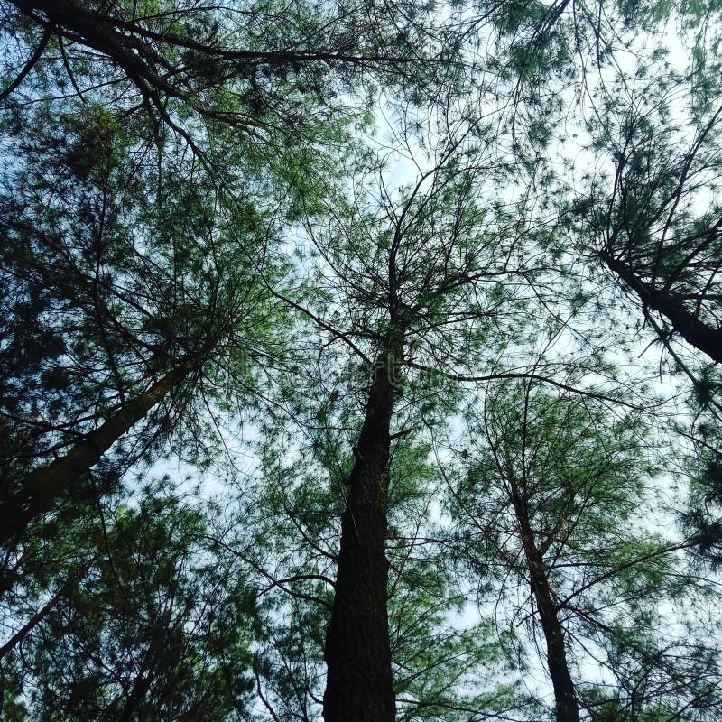 The pine tree is so cool stock photo. Image of sunlight - 226111998