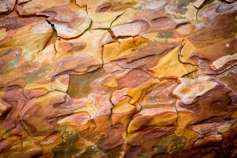 Pine tree cortex stock photo. Image of forest, detail - 143706836