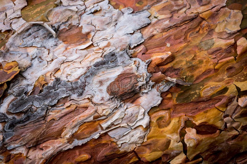 Pine tree cortex surface stock photo. Image of plant - 143706860