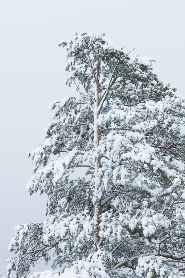 Pine Tree Covered with Dense Snow Stock Image - Image of snow ...