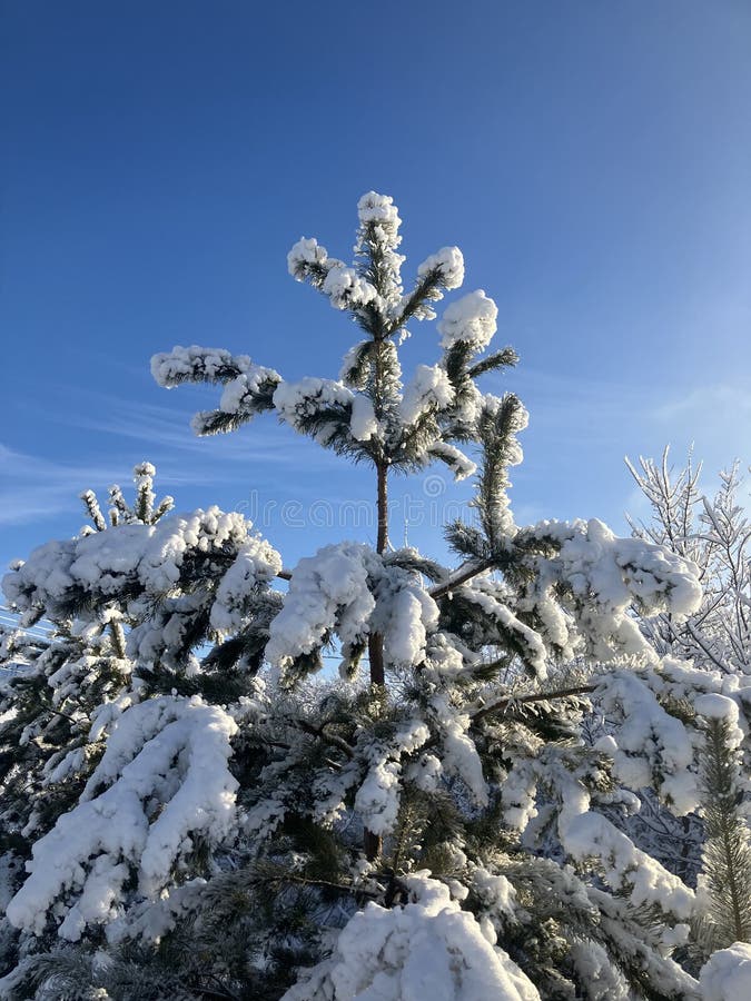 Bright Winter Pure White Snow on Tree Branches Scene in Metro Vancouver Stock Image - Image of ...