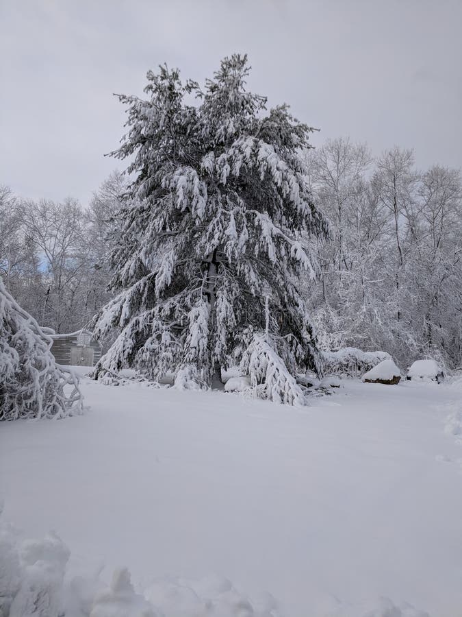 Pine Tree Covered in Heavy Snow Stock Image - Image of beauty, travel ...